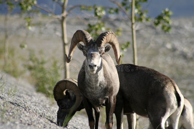 De Stier Van De Schapen Van Dall Stock Foto - Image of likken, steen ...