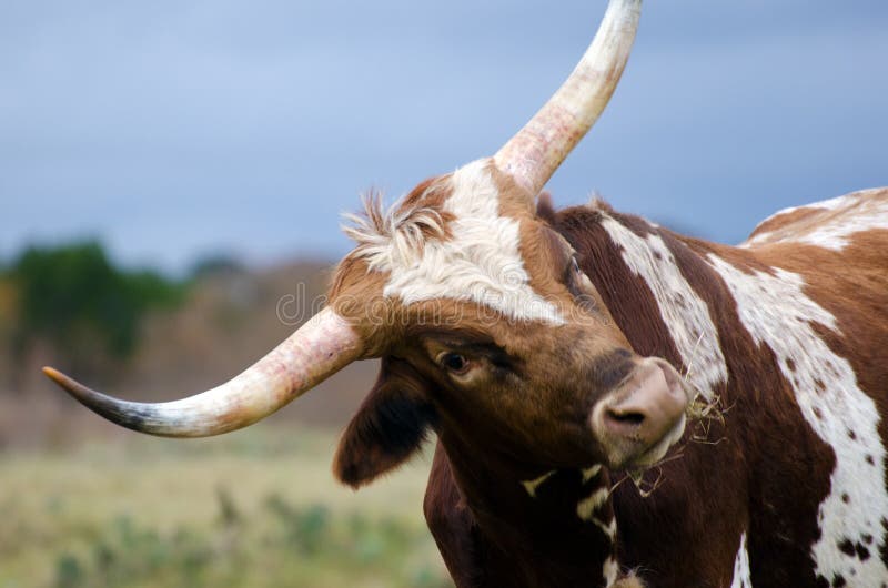 Texas Longhorn Stier, Driftwood Texas Stock Afbeelding - Image of ...