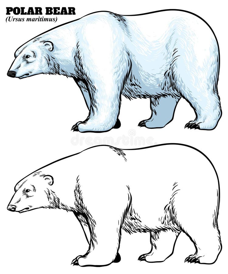 De Stijl Van De Handtekening Van Ijsbeer Vector Illustratie ...