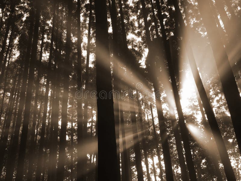 Zonnestraal in het bos stock foto. Image of gouden, vroeg - 15142998