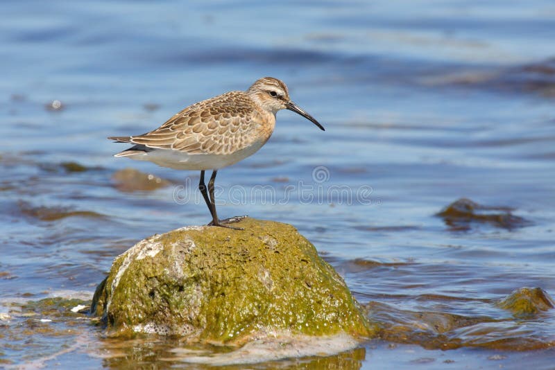 De strandloper van de wulp stock foto. Image of borstelvogel - 17067442