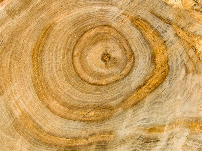 Boomstructuur stock afbeelding. Image of boom, hout, brandstof - 7153905