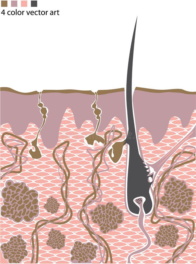 De anatomie van de huid stock illustratie. Illustration of haar - 9359312