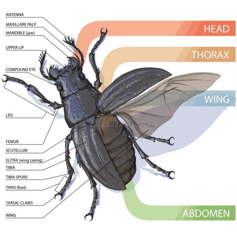 Diagram van een mier vector illustratie. Illustration of diagram - 58762469