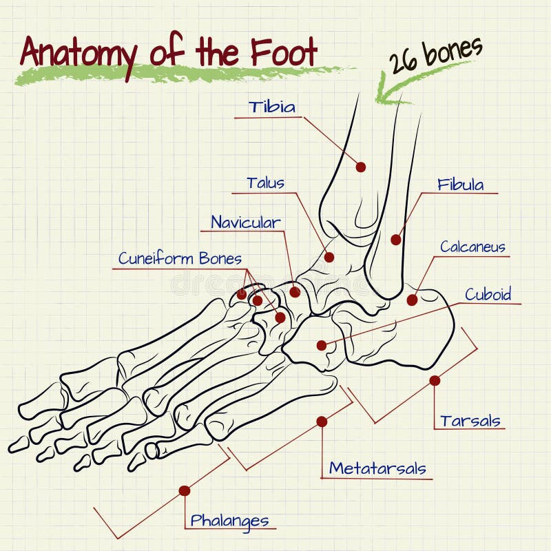 De Structuur Van De Menselijke Voet - Bot Vector Illustratie ...