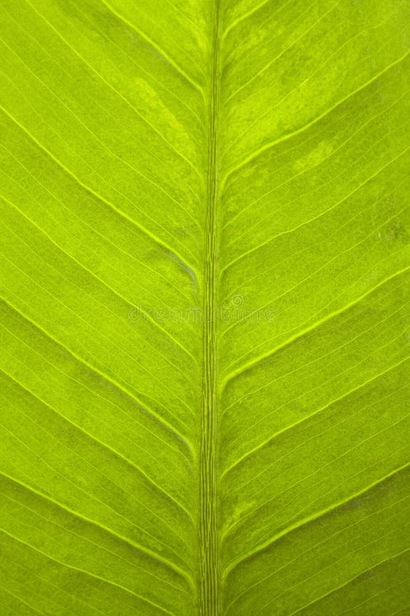 Bladstructuur, textuur 2 stock afbeelding. Image of verf - 8221723