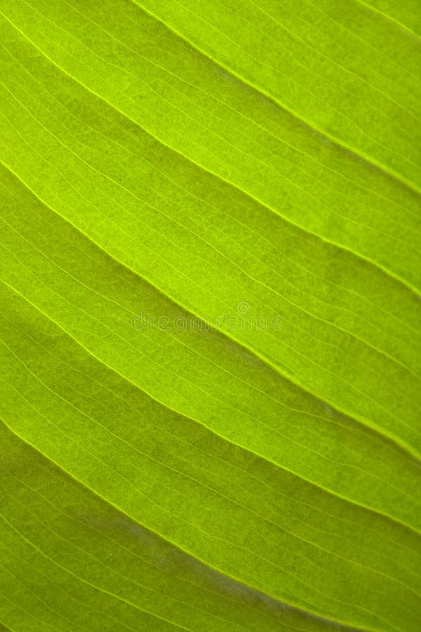 De Structuur Van Het Blad, Textuur Stock Afbeelding - Image of ...