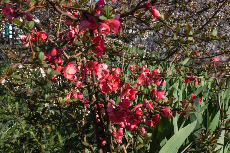 De Struik is Dicht Gestippeld Met Rode Bloemen Groeiend in Dichte Groen ...