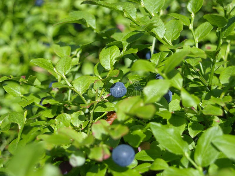 De struik van de bosbes stock afbeelding. Image of vrucht - 29046457