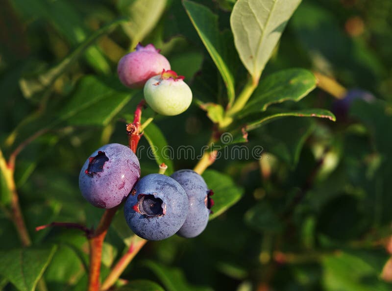 Bosbes stock afbeelding. Image of rijp, sluit, vrucht - 7033859