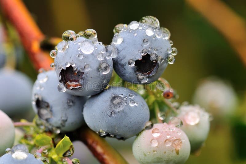 Panorama, Bosbessenstruik En Weinig Schop in De Tuin Stock Afbeelding ...