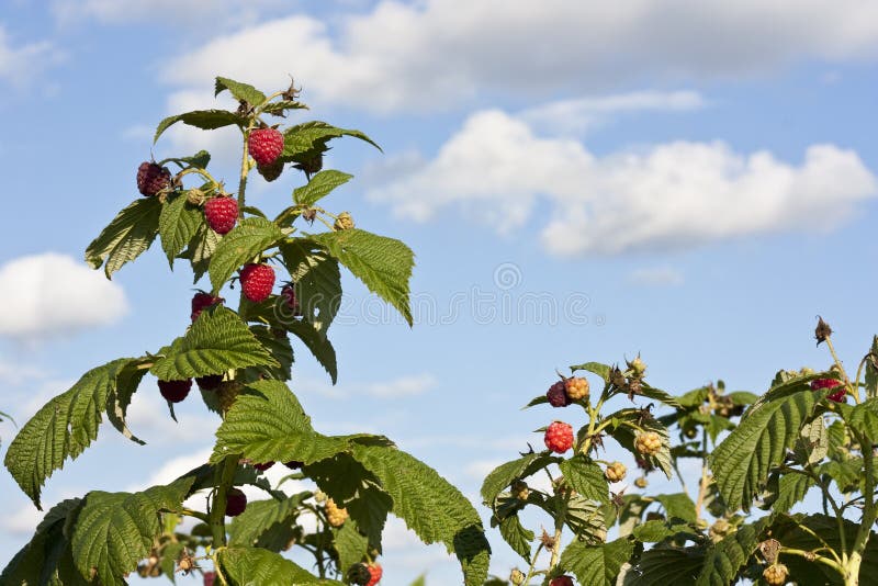 De Struiken Van De Framboos Met Blauwe Hemel Stock Afbeelding - Image ...