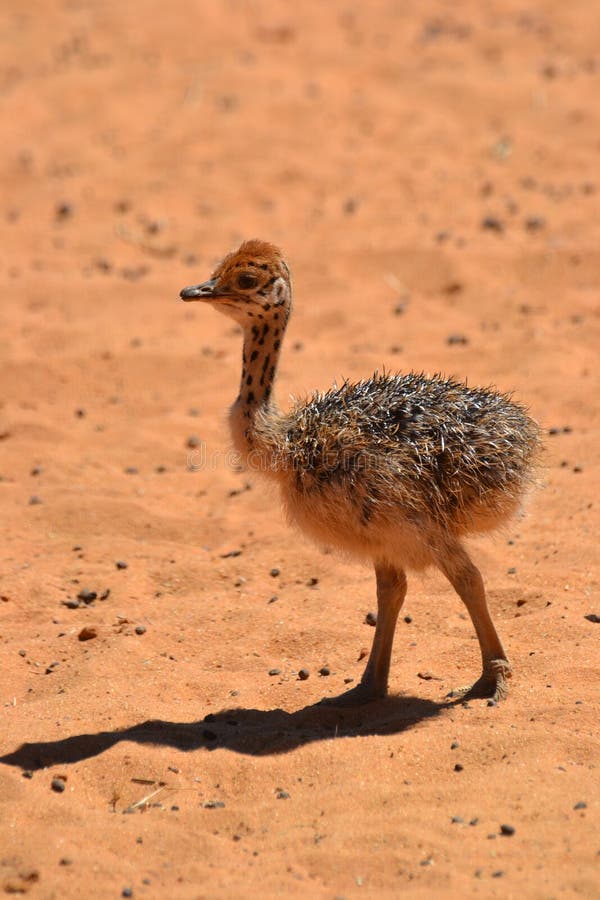 De Struisvogel van de baby stock afbeelding. Image of dier - 26882965