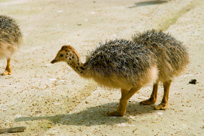 De Struisvogels Van De Baby Stock Afbeelding - Image of groep, vleugels ...