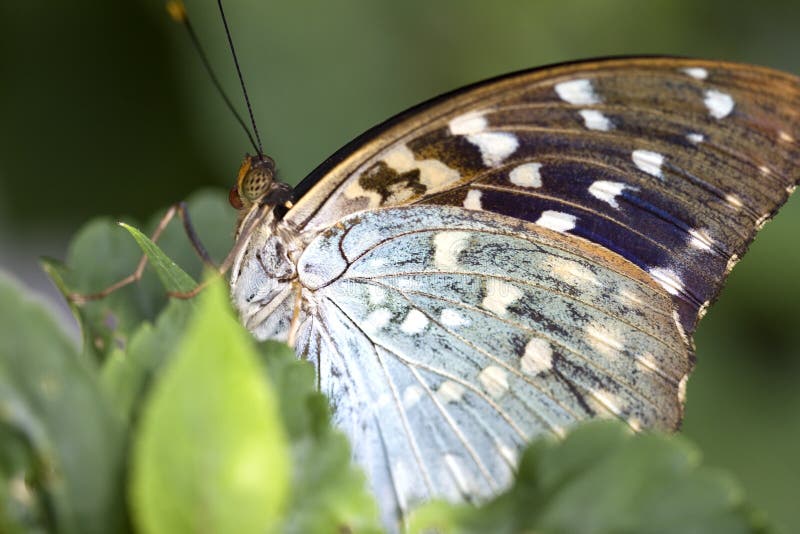 De Super Macro Van De Vlinder Stock Foto - Image of dier, macro: 7242528