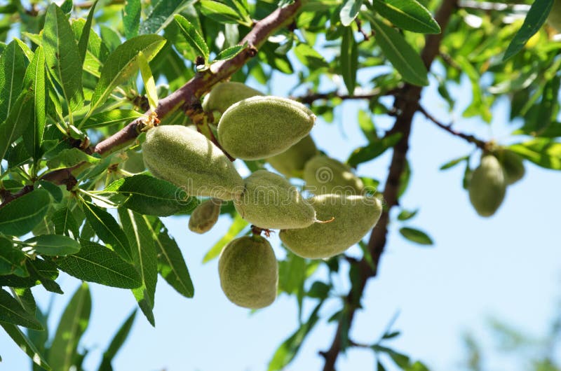 De Tak Van De Amandel Met Bos Van Vruchten Stock Foto - Image of groen ...