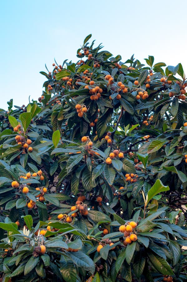 De Tak Van De Mispelboom Met Vele Rijpe Vruchten Stock Afbeelding ...