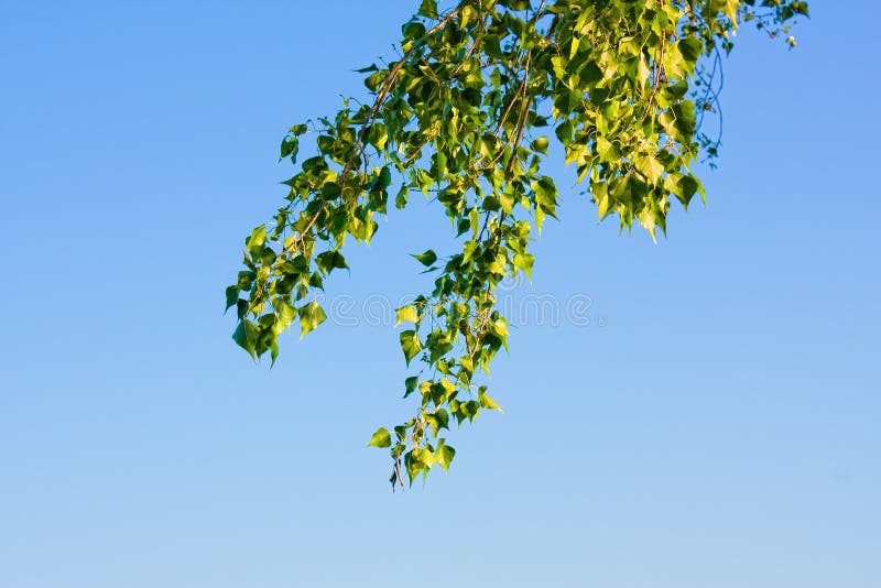 De tak van de populier stock foto. Image of populier - 14533498