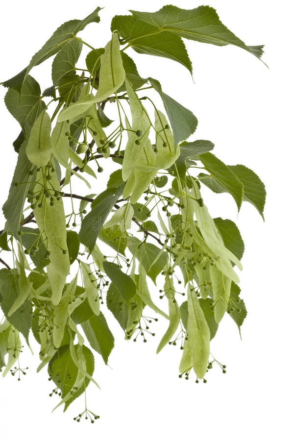 Het blad van een lindeboom stock afbeelding. Image of kalk - 24979875