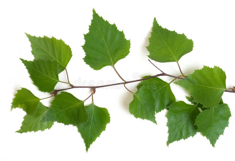 De takken van de berk stock afbeelding. Image of nieuw - 19513911