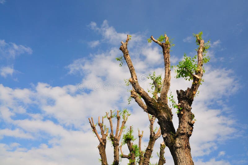 De takken van de boom stock foto. Afbeelding bestaande uit boom - 20345070