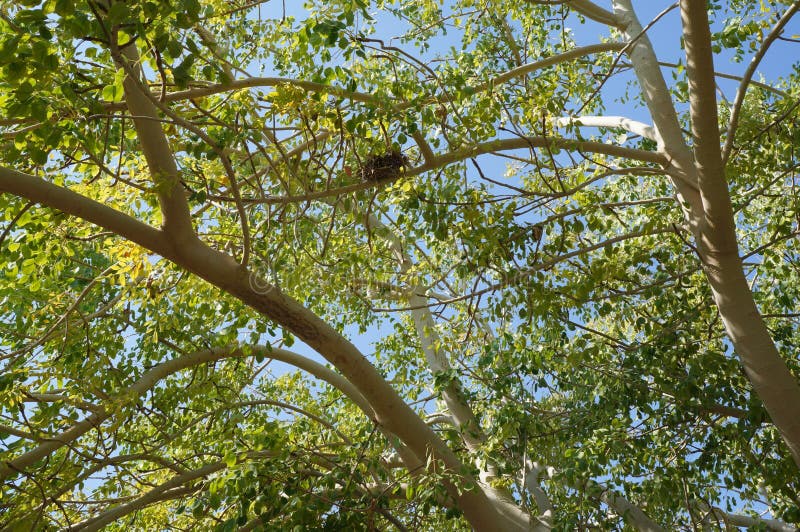 Vruchten van Marula-boom stock afbeelding. Image of patroon - 77355351