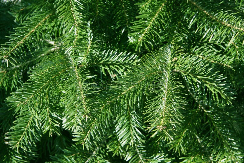 De takken van de naaldboom stock foto. Image of nieuw - 19431374