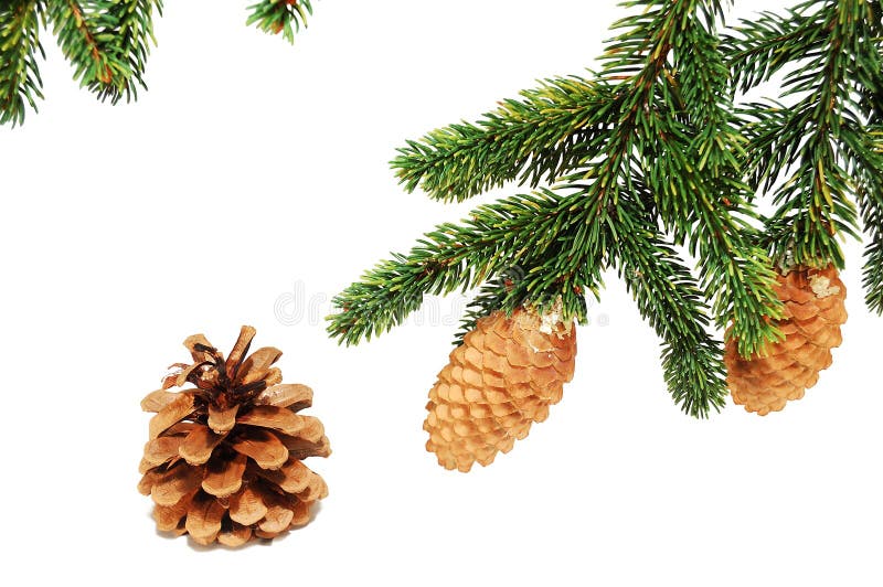 De Takken Van Sparren Met Dennenappels Stock Afbeelding - Image of ...