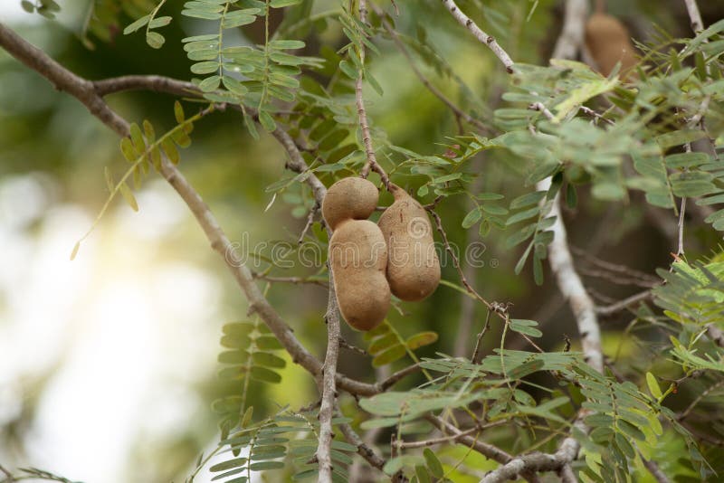 Tamarinde stock foto. Image of boom, scherp, zuur, groen - 69977052