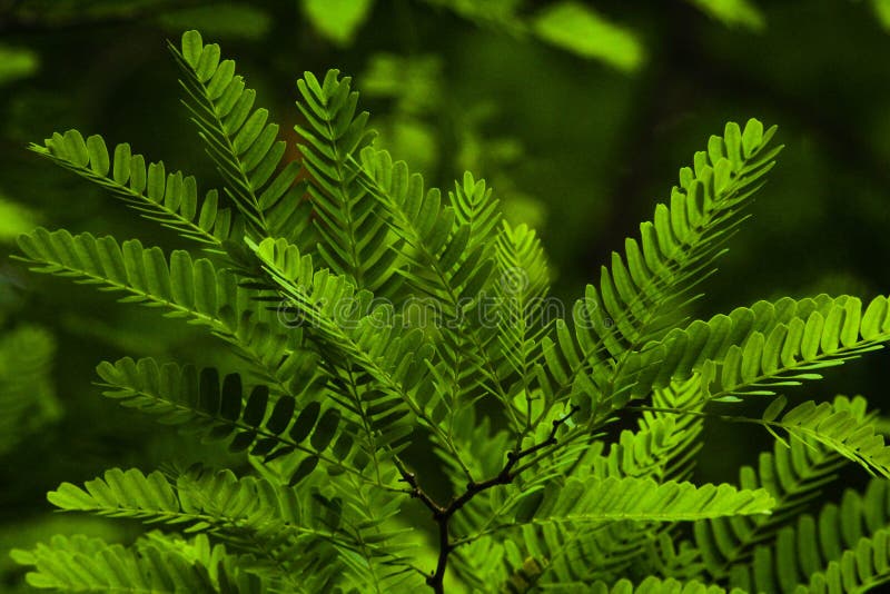 Tamarindeboom Met Klaar Om Vruchten Te Plukken Stock Foto - Image of ...