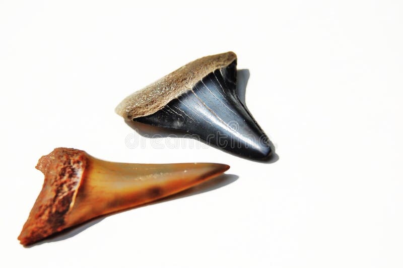 De tanden van de haai stock afbeelding. Image of kraakbeen - 6565677