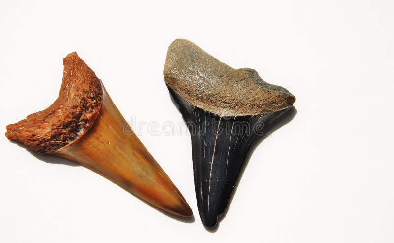 De tanden van de haai stock afbeelding. Image of fossiel - 6565735