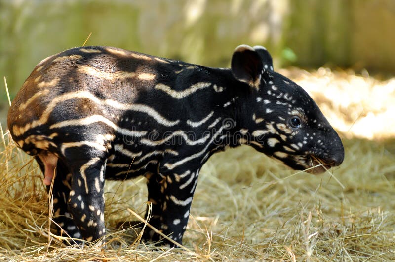 De tapir van de baby stock foto. Image of dier, bruin - 29260854