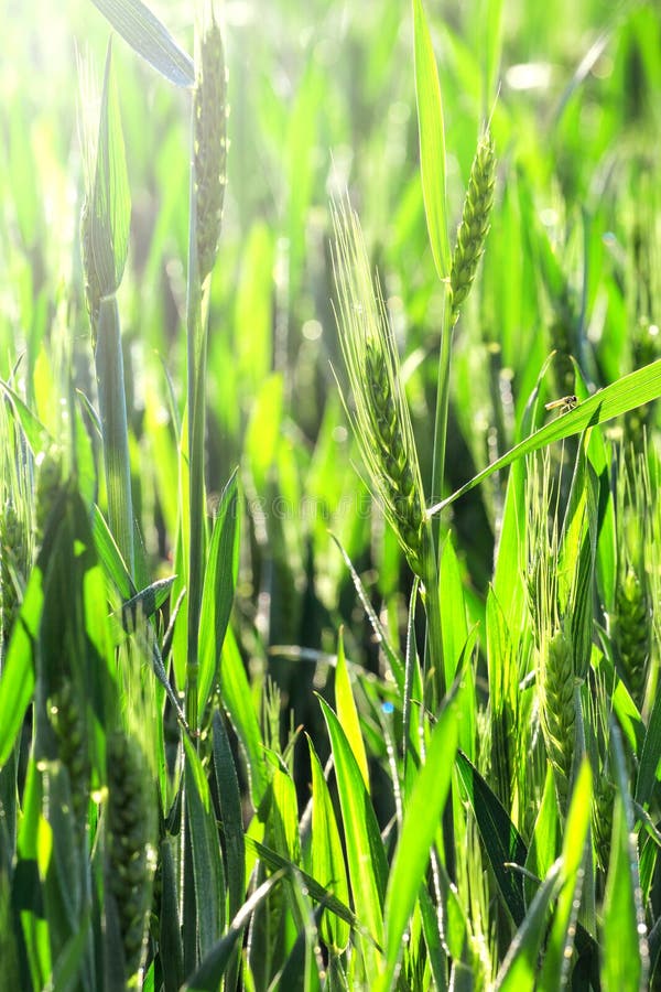 De tarwe op het gebied stock foto. Image of landbouwers - 116228024