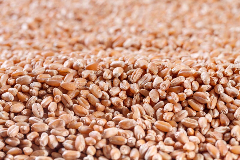 Tarwekorrels Op Een Het Ontslaan Achtergrond Stock Afbeelding ...