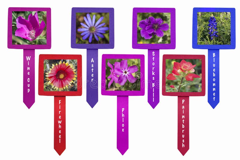 De Tellers Van Wildflower Isoleren Stock Afbeelding - Image of bladeren ...