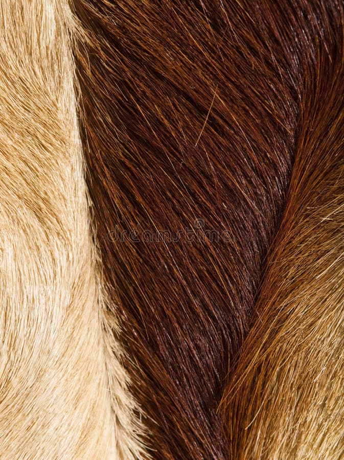 De texturen van het bont stock foto. Image of laag, achtergrond - 12635892