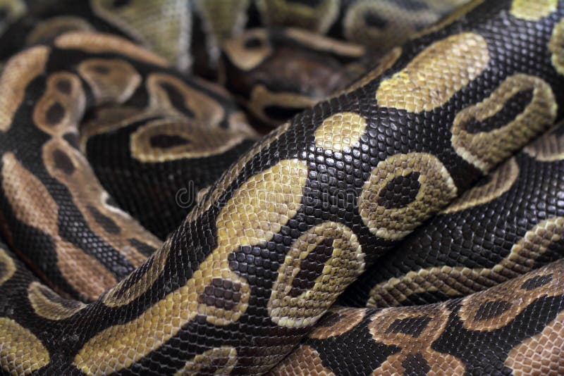 De huid van de slang stock foto. Image of samenvatting, woestijn - 57296