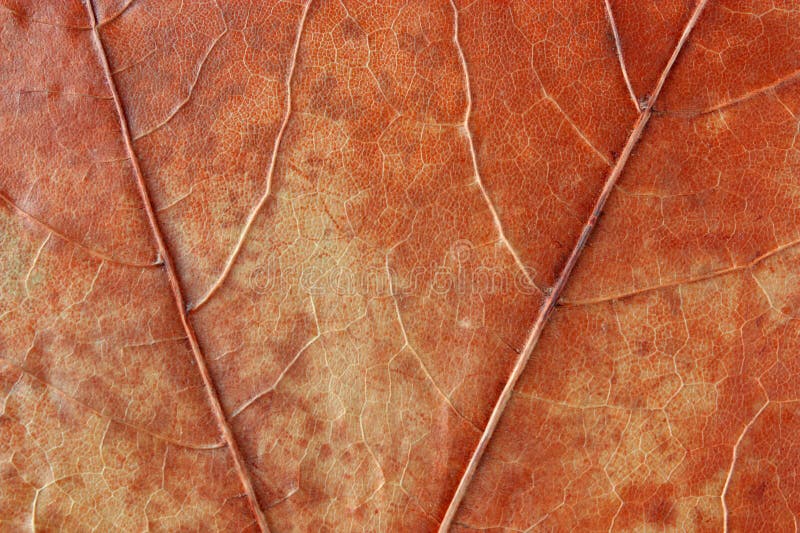 Droog blad stock foto. Afbeelding bestaande uit rots - 11494040