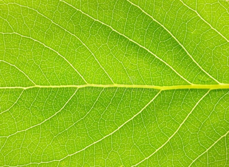 Bladtextuur stock afbeelding. Image of groenachtig, achtergrond - 17868563