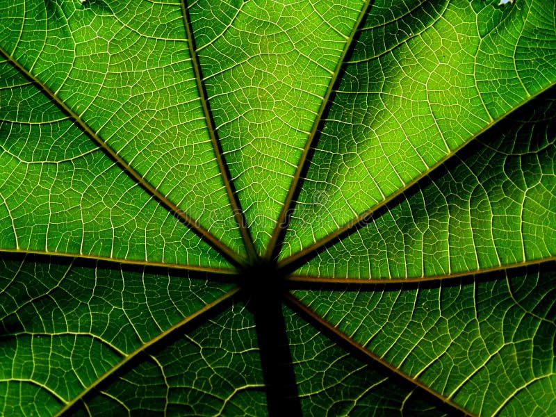Bladtextuur stock afbeelding. Image of nave, groen, ster - 257943