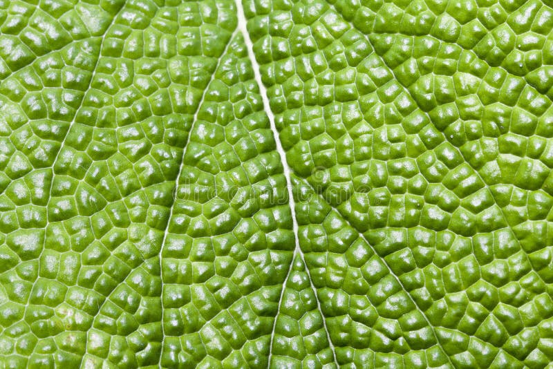De textuur van het blad stock afbeelding. Image of ontruim - 28541021
