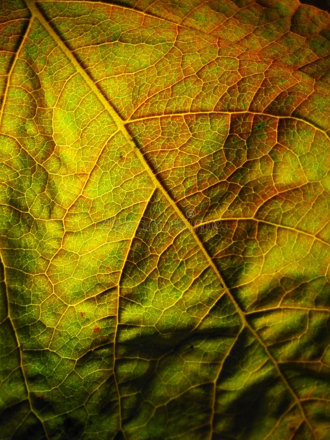 IJzerroest stock afbeelding. Image of rood, roest, looppas - 3509497