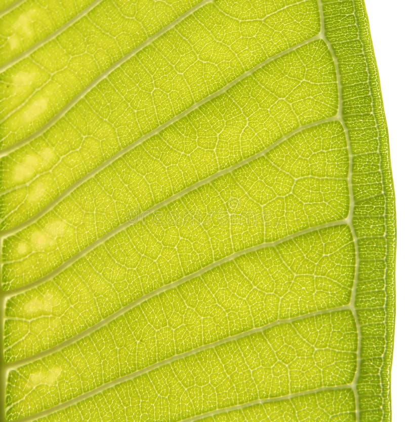 De Textuur Van Het Blad Van Plumeria Stock Afbeelding - Image of flora ...