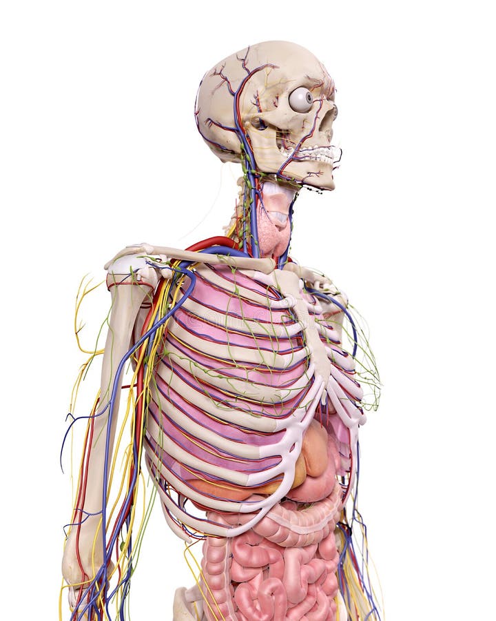 De Anatomie Van De Borstkas Stock Illustratie - Illustration of ...