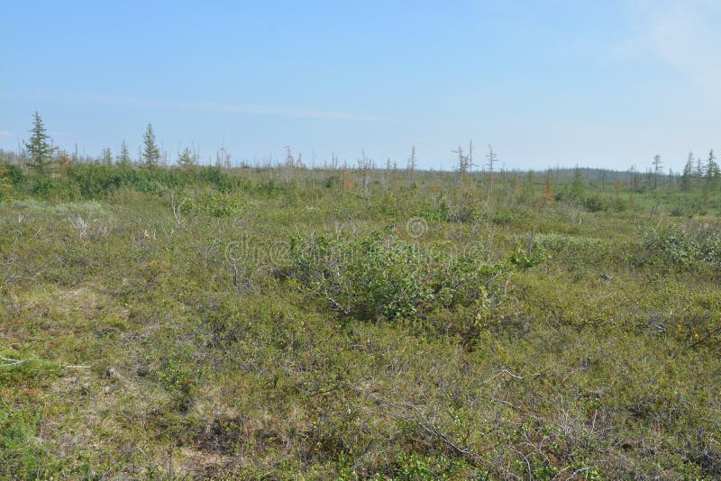 De toendra in de zomer stock foto. Image of kleur, ontruim - 61475920