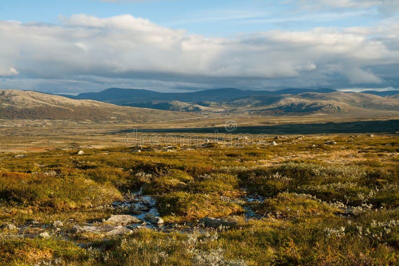 De toendra van de zomer stock afbeelding. Image of toendra - 21201595