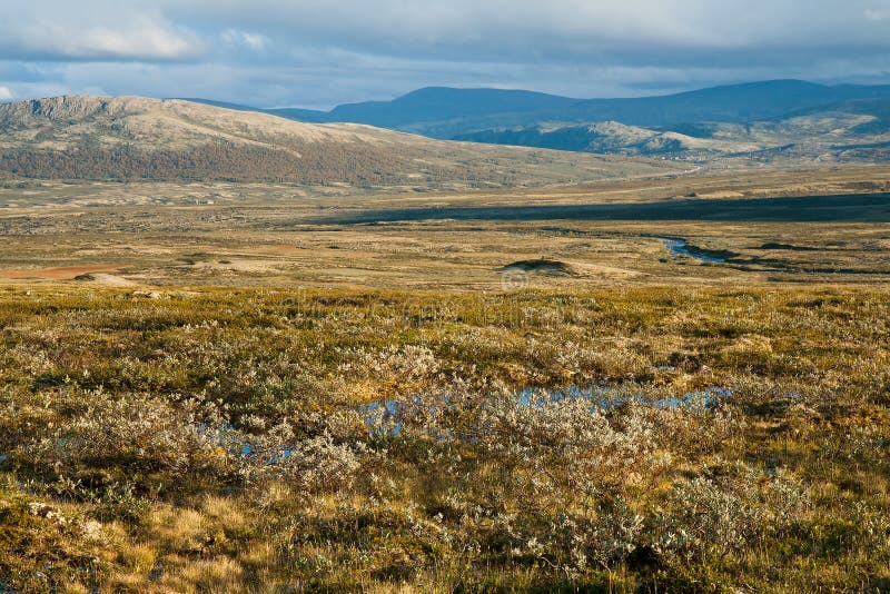 De toendra van de zomer stock afbeelding. Afbeelding bestaande uit water - 21201649