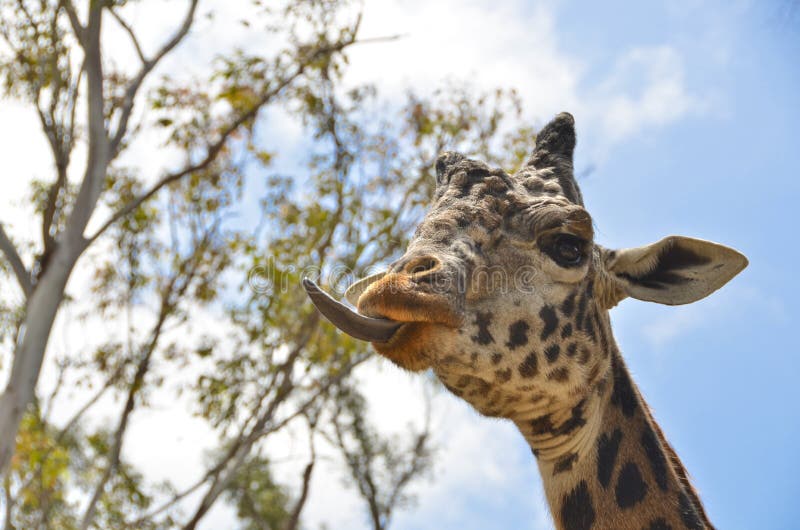 Giraffentong stock foto. Image of talrijk, niet, leeuw - 24642604