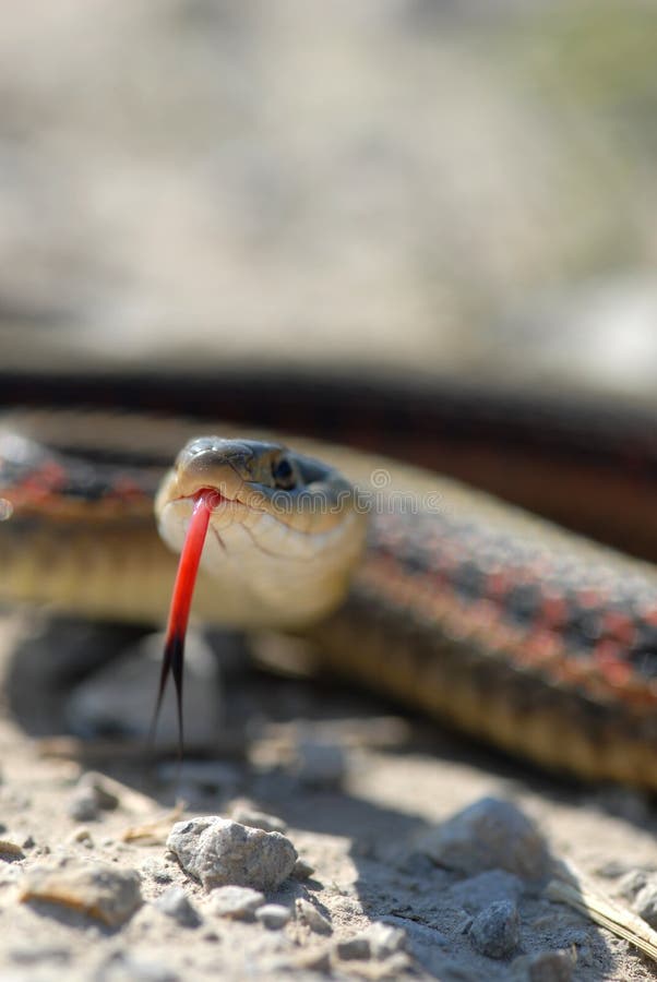 De Tong van de slang stock afbeelding. Image of vertakt - 16662361